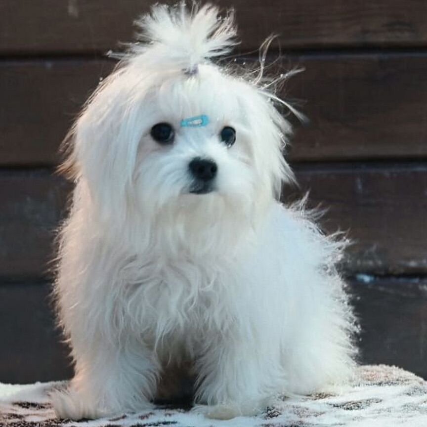 Мальтийская болонка, щенок