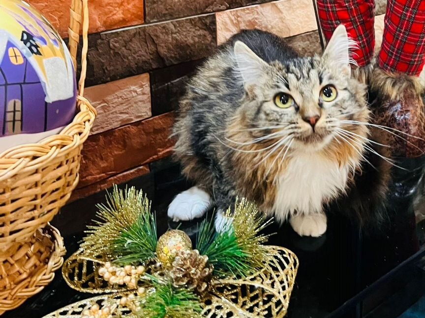 Кошка Маришка хочет в семью