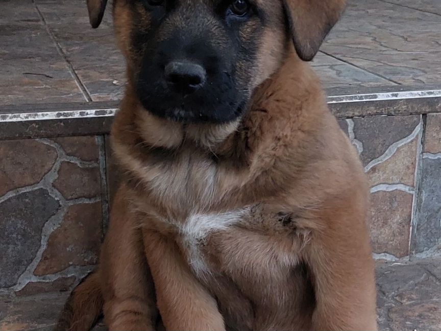 Овчарка и мастиф