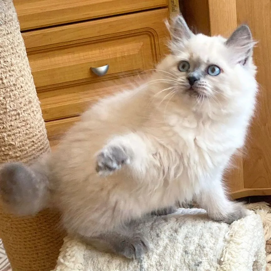 Невский маскарадный котик