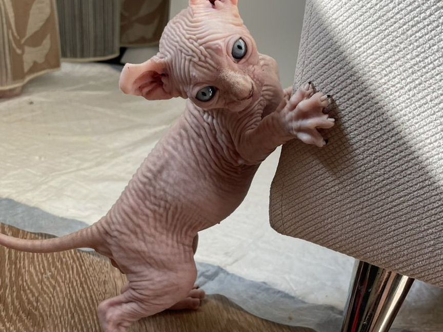 Канадский сфинкс эльф котенок