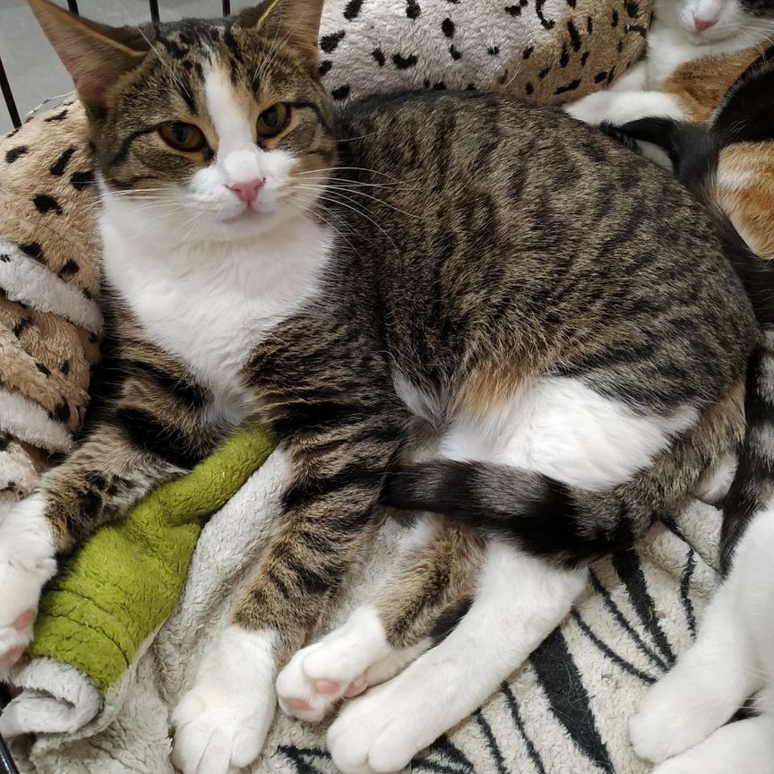 Кошка Леся