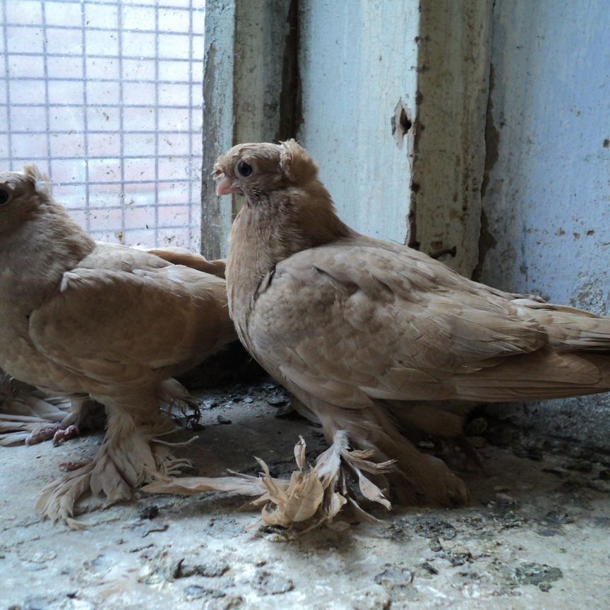 Голуби узбеки