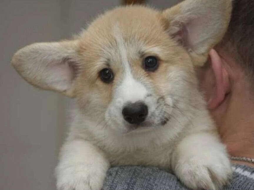 Щенки вельштерьера