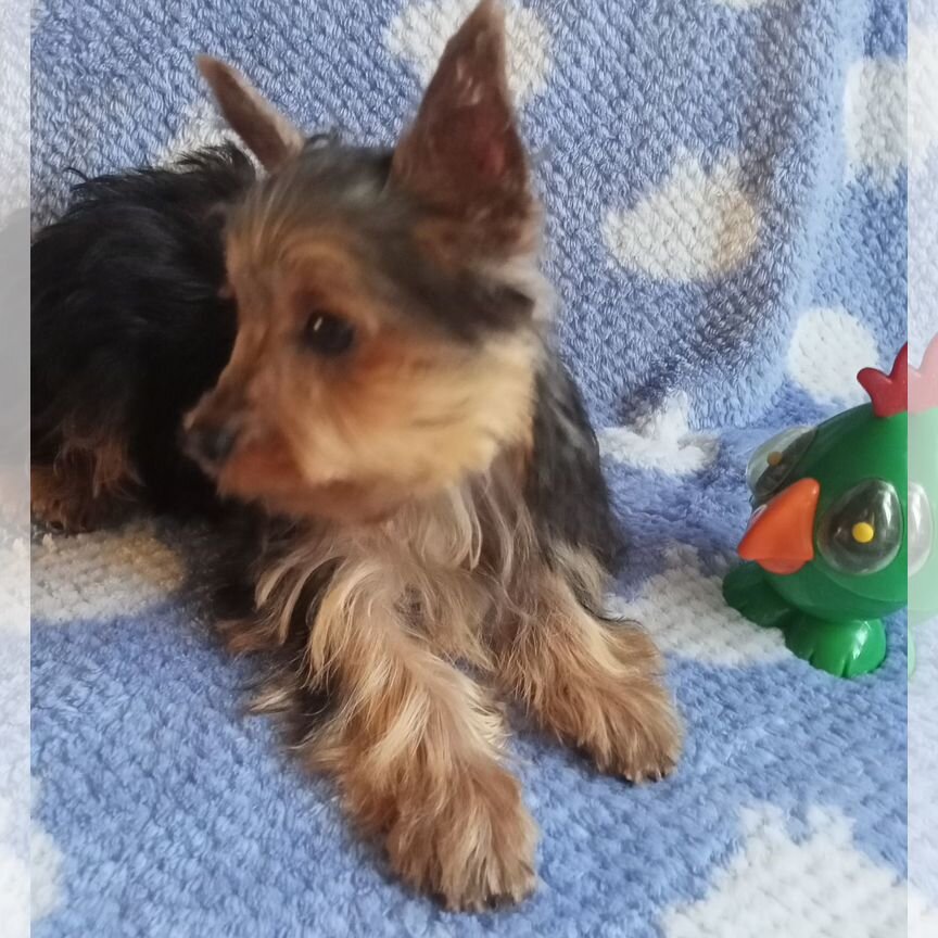 Йорк мальчик