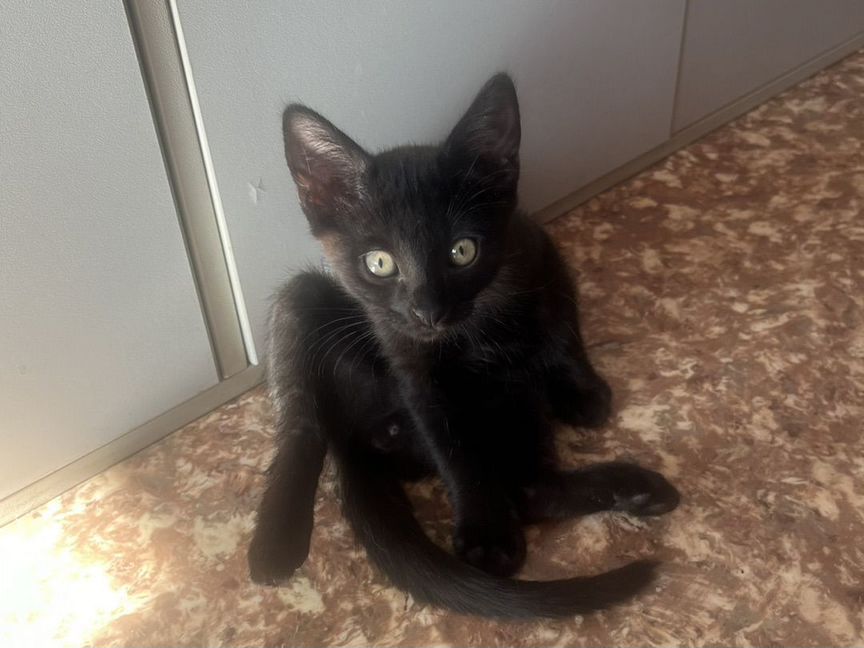 Лапочки котята