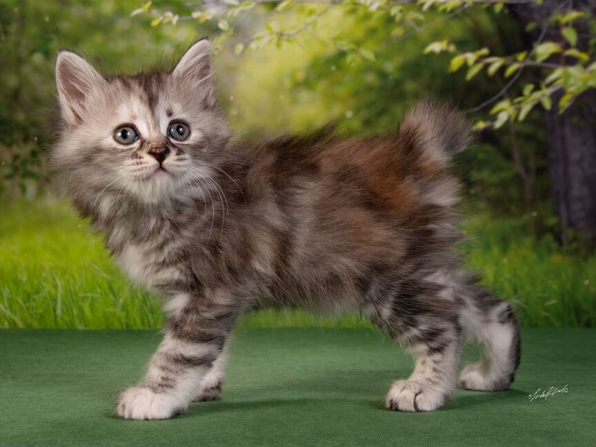 Трехцветный котенок из питомника