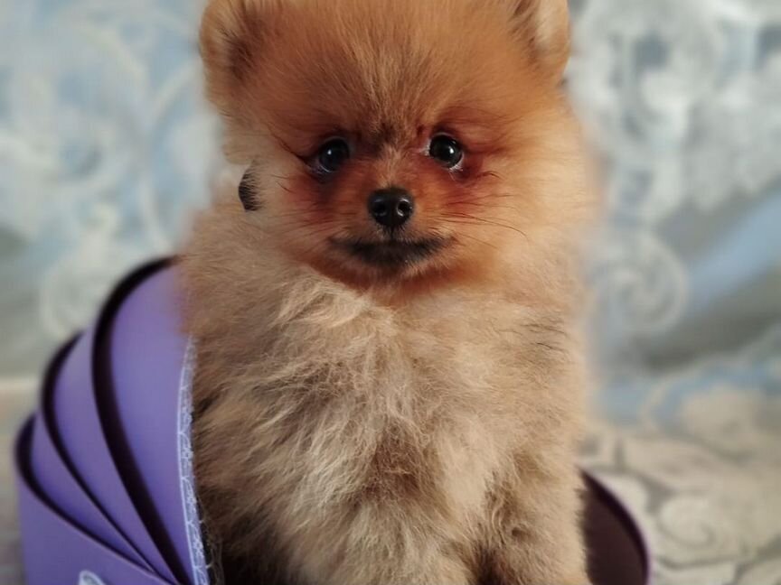 Немецкий шпиц