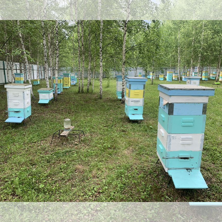 Продаю улья для пчел