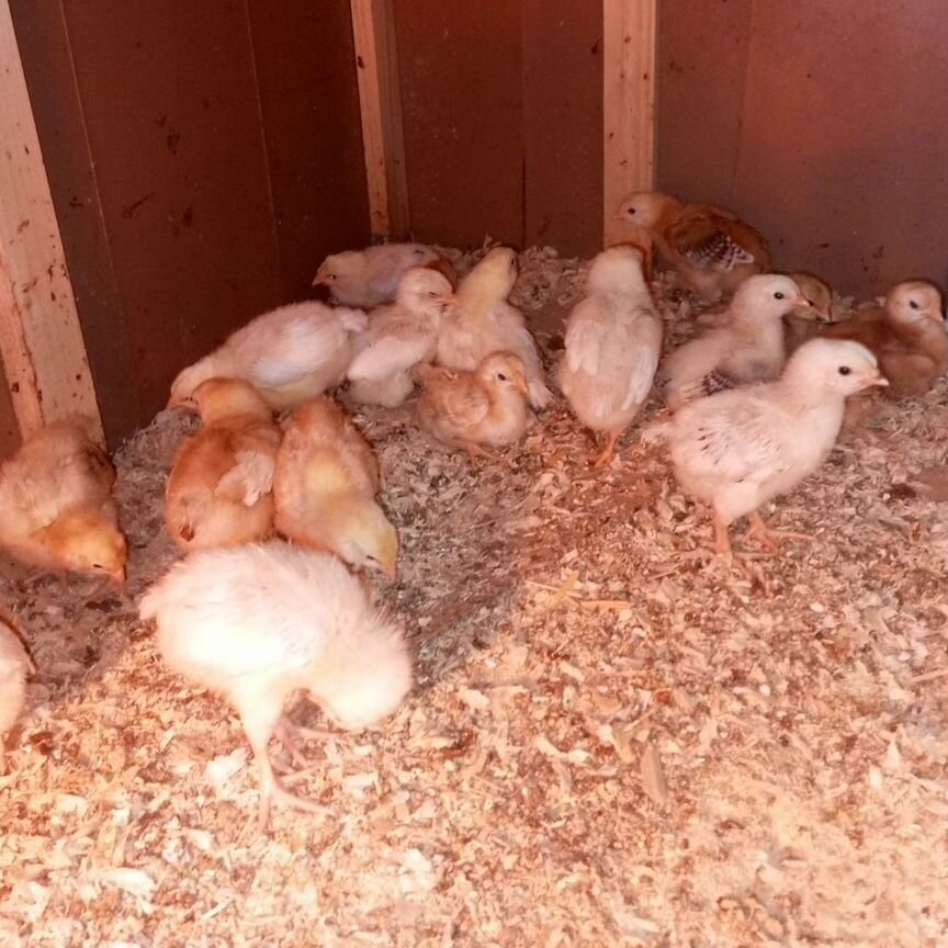Цыплята несушки 8 суточные