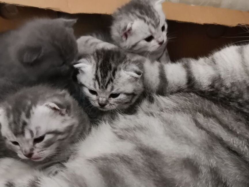 Котята британские