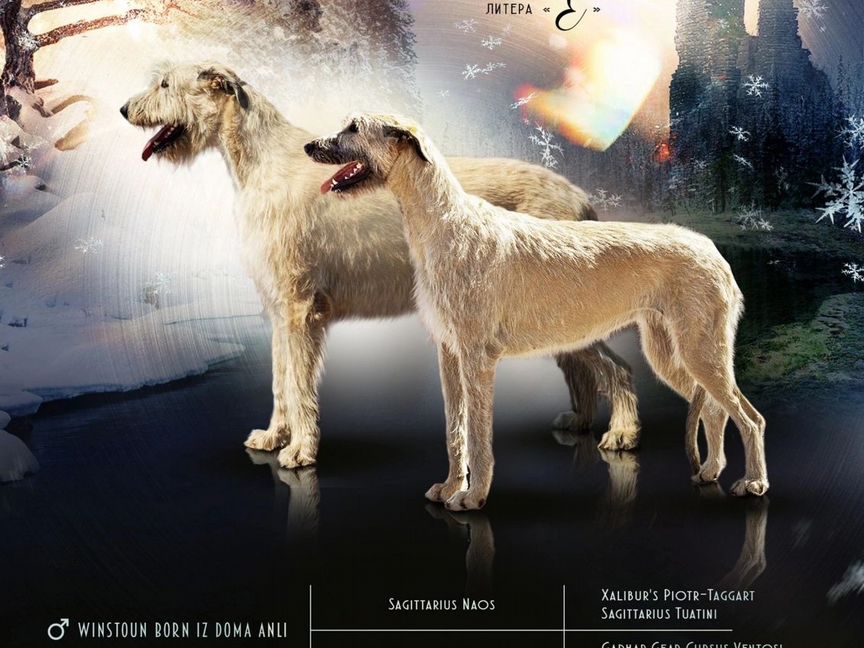 Ирландский вольфхаунд