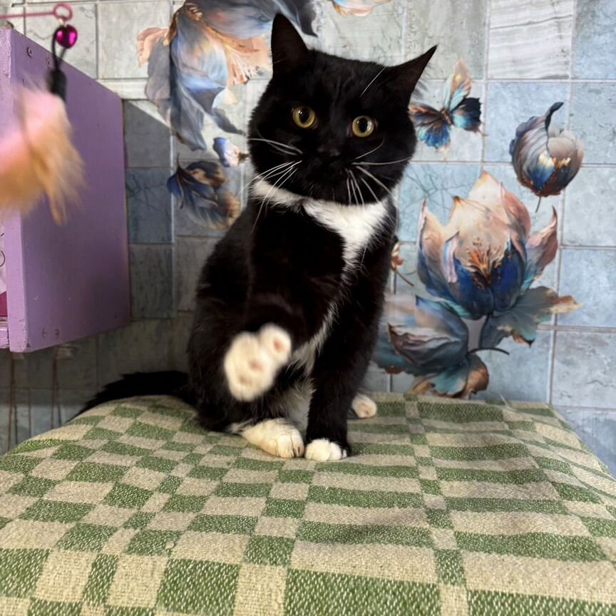 Котик Маркиз