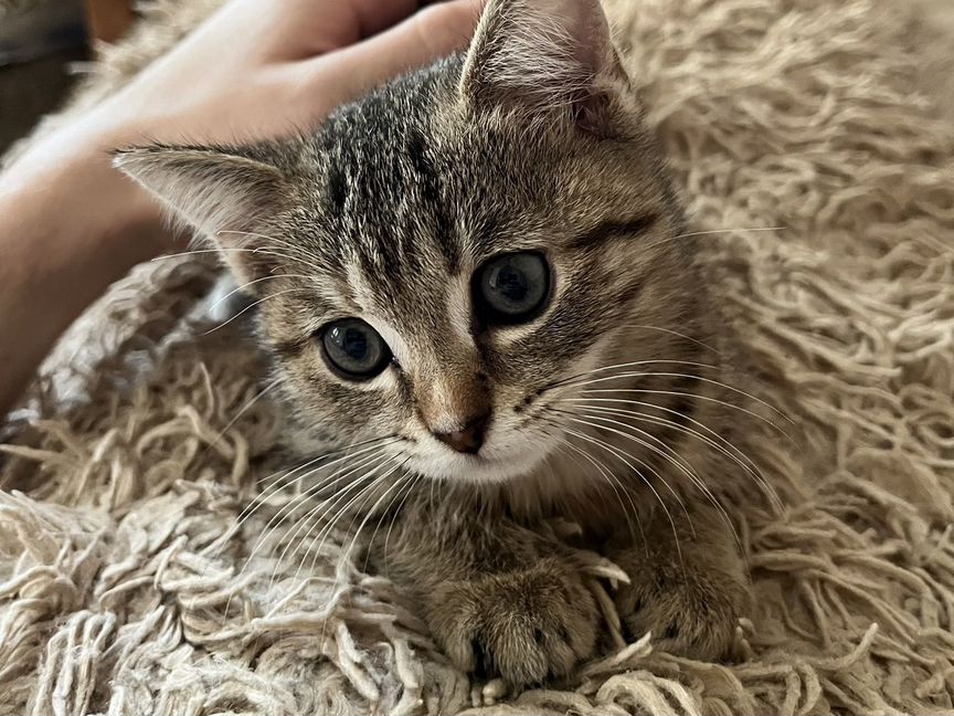 Британская кошка
