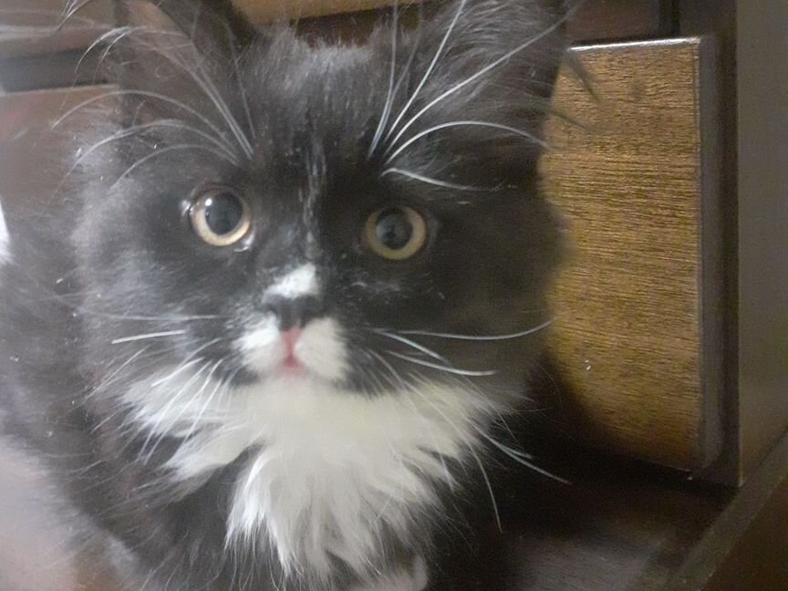 Кошка