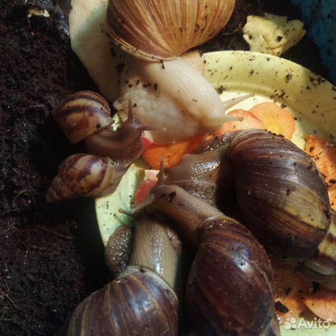 Улитка Ахатина