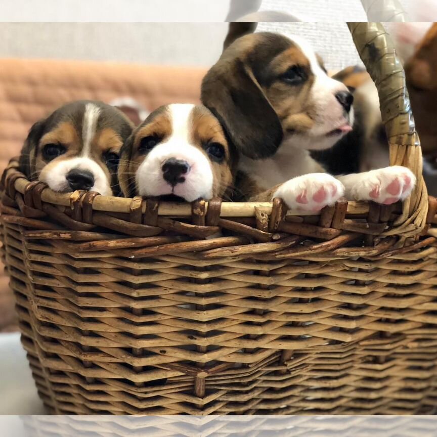 Щенки бигль