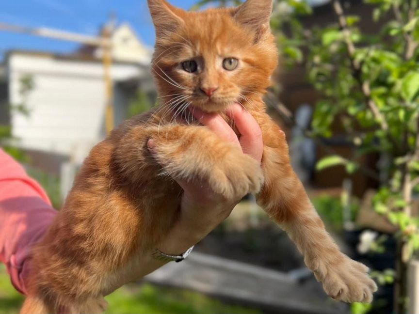 Котята Мейн-кун