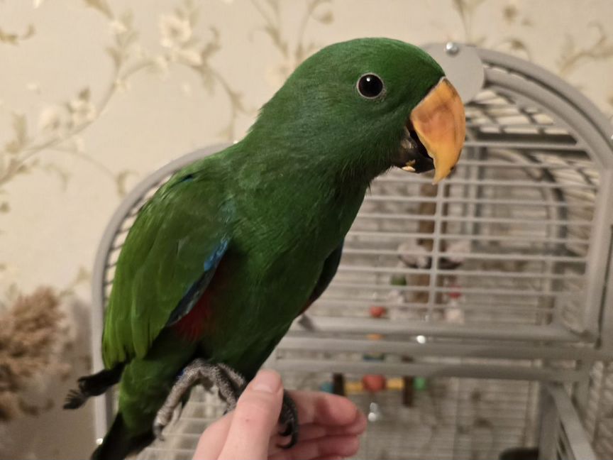 Благородный попугай птенец