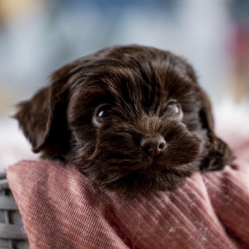 Русская цветная болонка, щенок