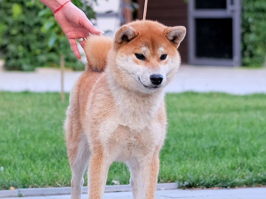 Щенки Сиба ину