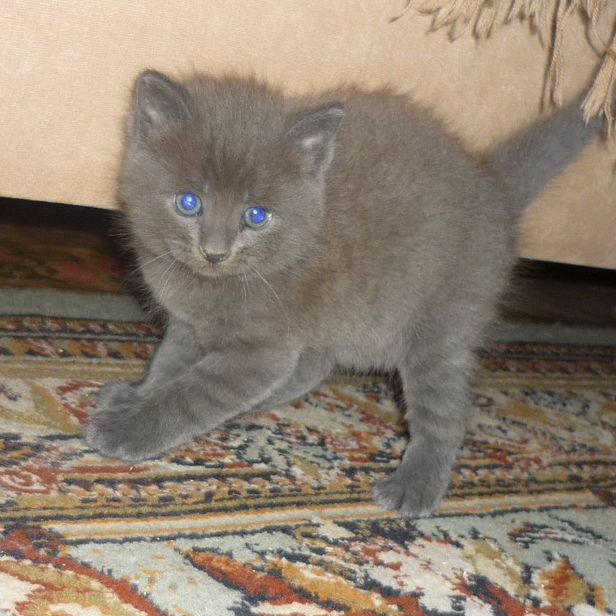 Котёнок от частного владельца