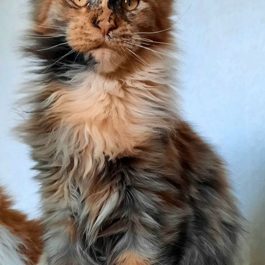 Мейн кун девочка Милана