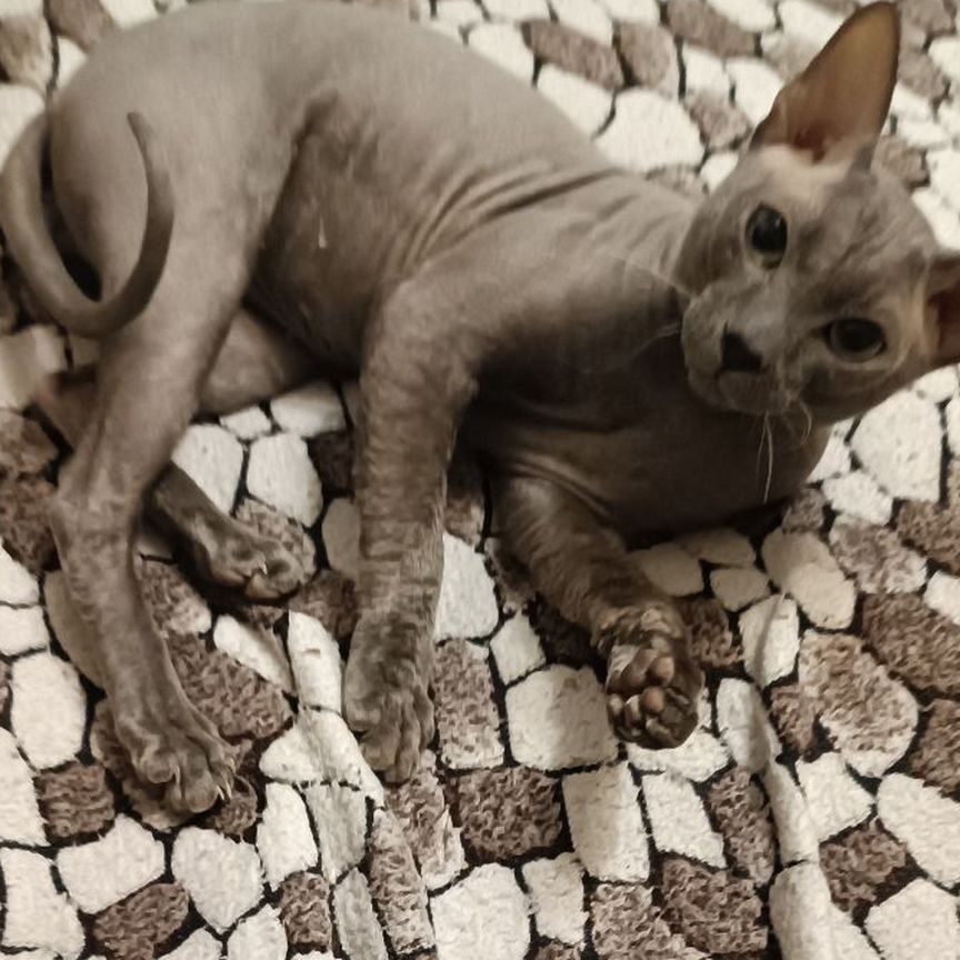 Сфинкс вязка