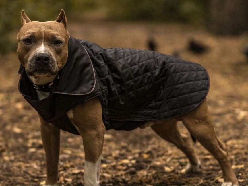 Попона для собак, куртка комбинезон