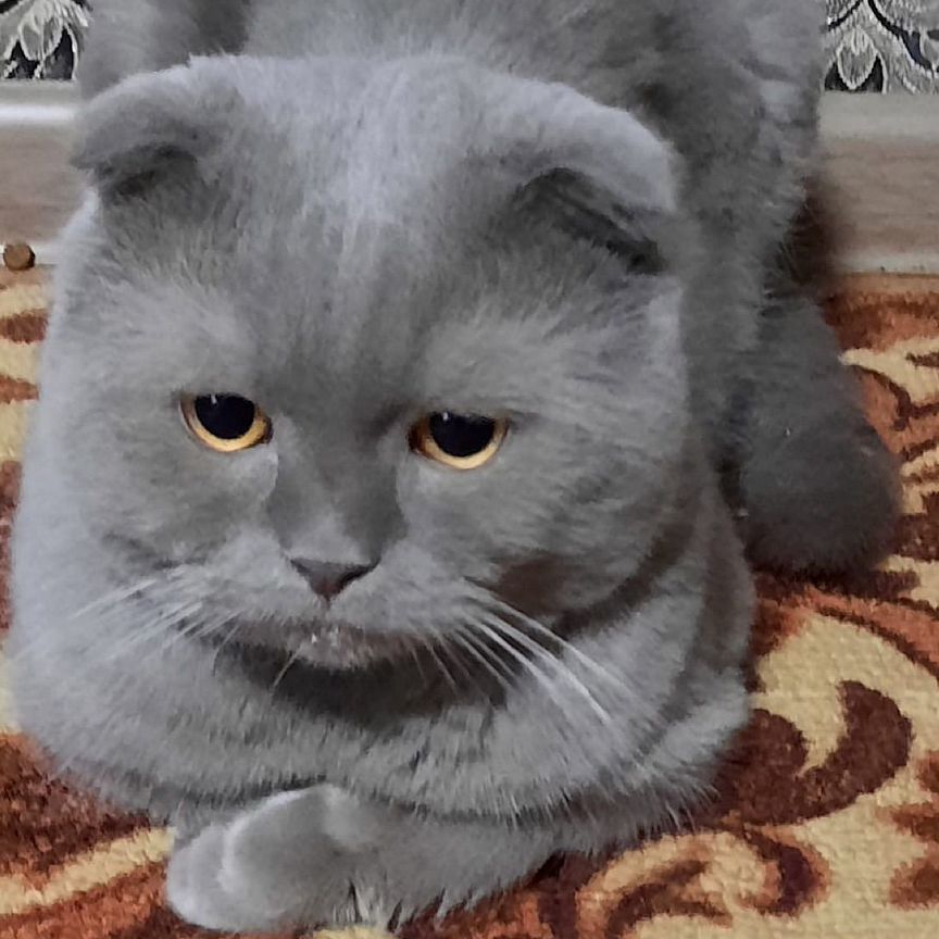 Шотландский вислоухий короткошёрстный кот, взрослый