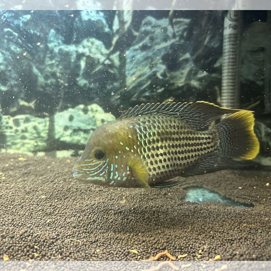 Акара бирюзовая самец