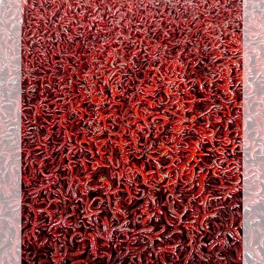 Живые корма для рыбок