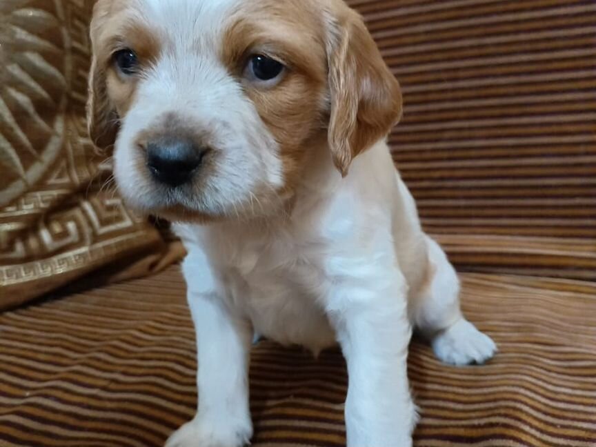 Собаки щенки