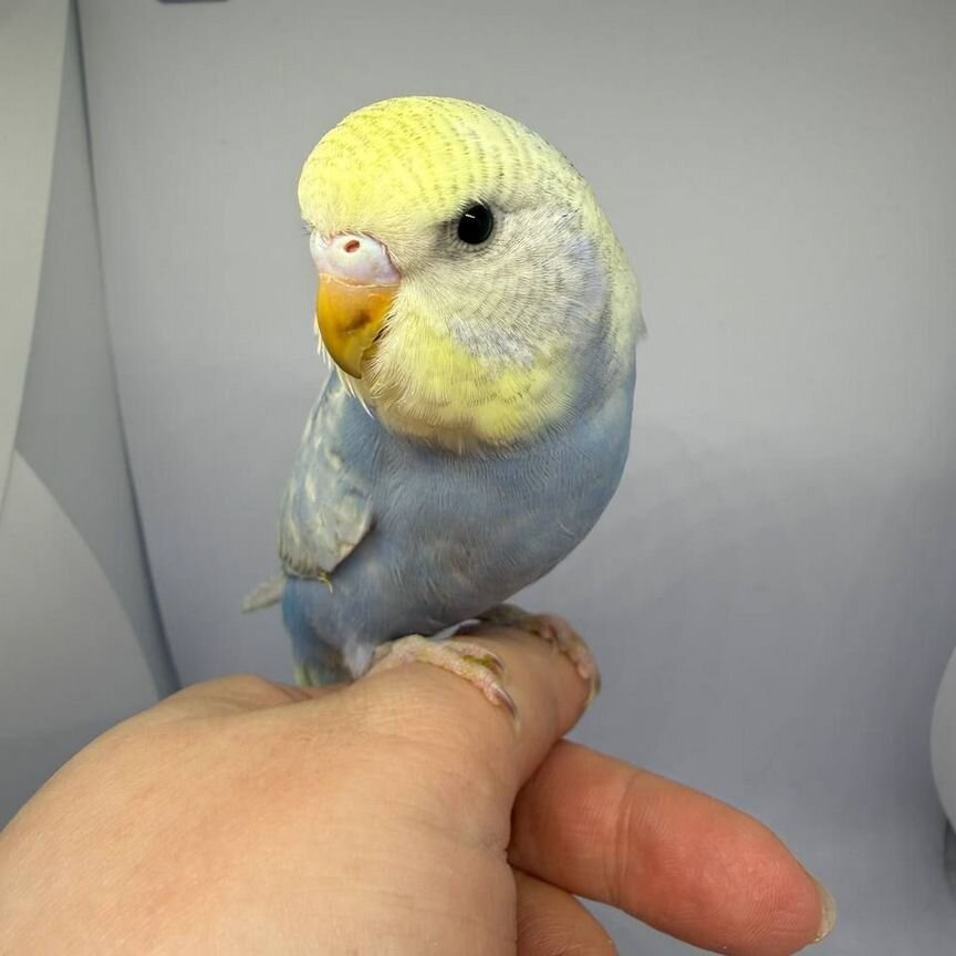 Волнистый попугай