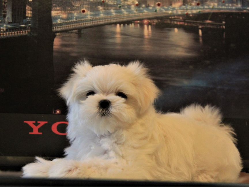 Мальтезе кукольная девочка