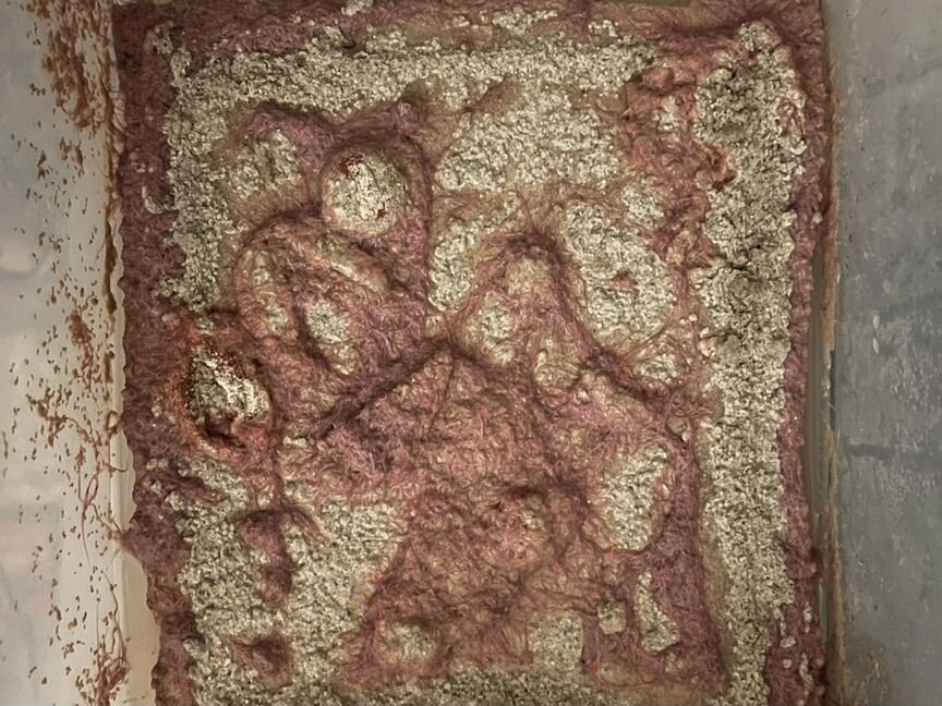 Трубочник из Израиля, Червячок Изя, домашний