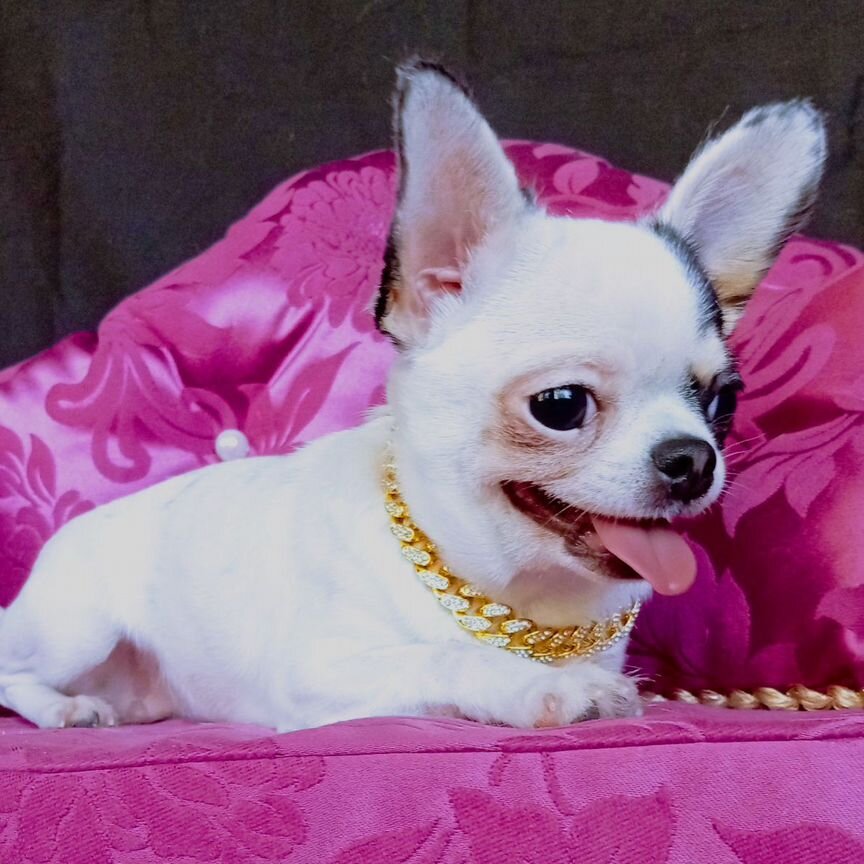 Чихуахуа, щенок