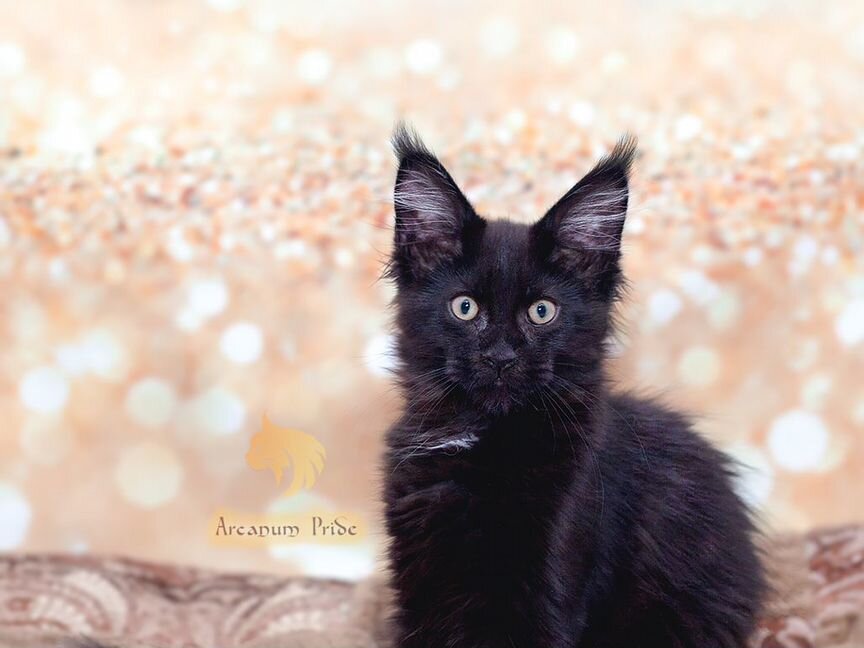 Котёнок Мейн - Кун Gucci