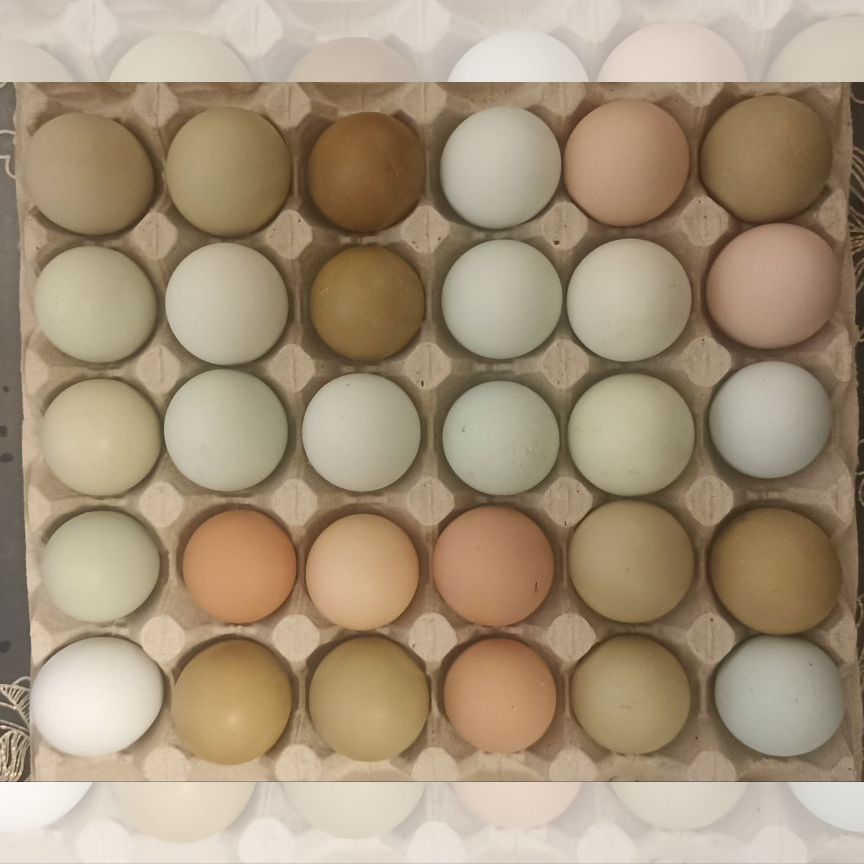 Яйцо куриное