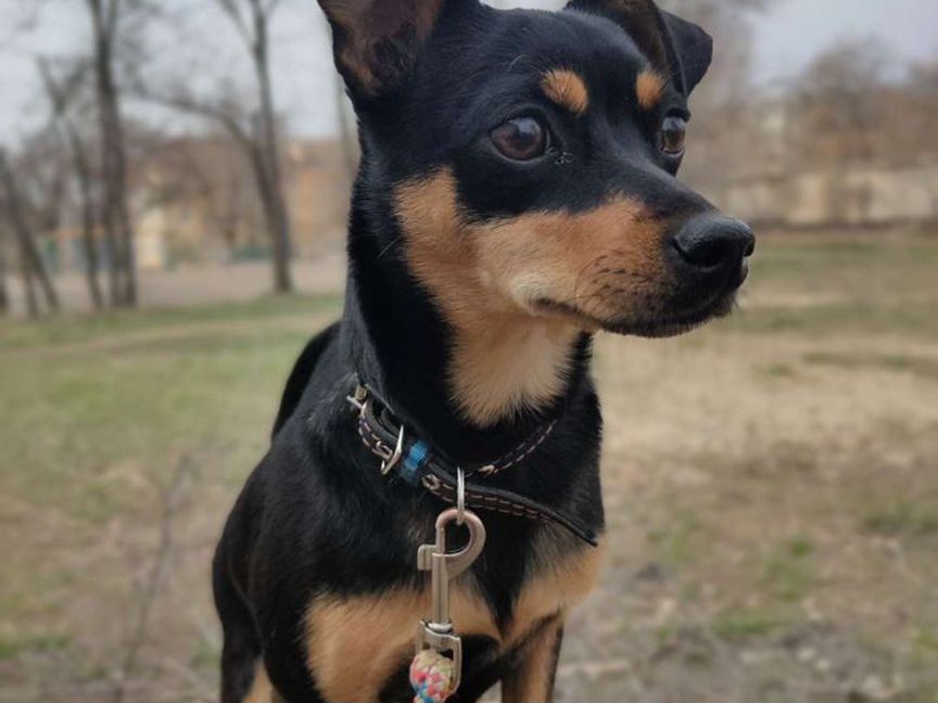 Ищем мальчика той-терьера на случку