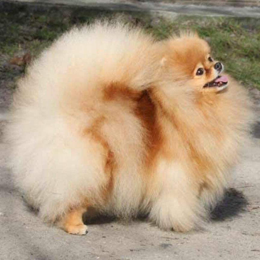 Померанский шпиц, взрослый пёс