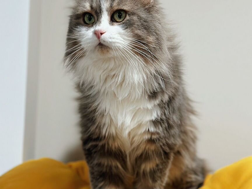 Сибирский кот в добрые руки