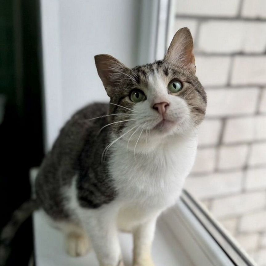 Котик Бенжамин