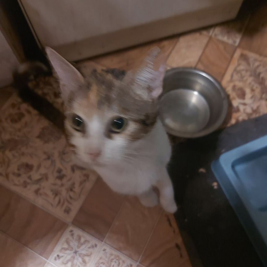 Кошечка трехцветная в любищее в руки