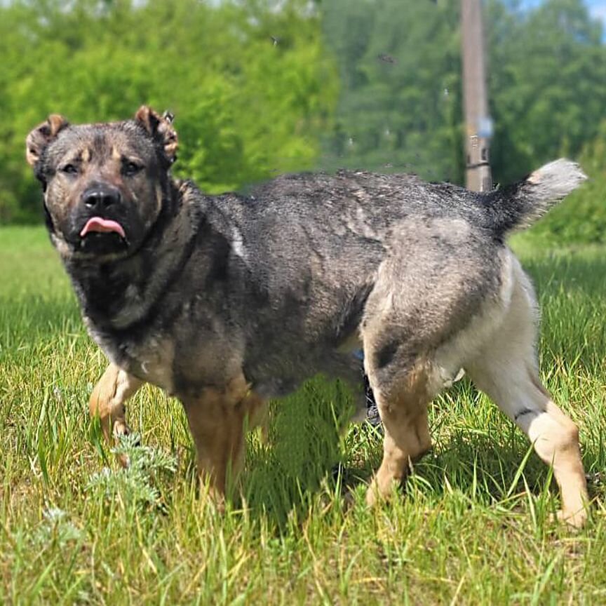 Замечательный парень Цезарь в поисках дома
