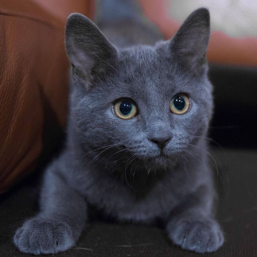 Кошка