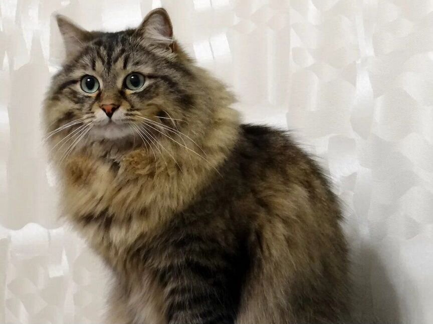 Сибирская кошка бесплатно