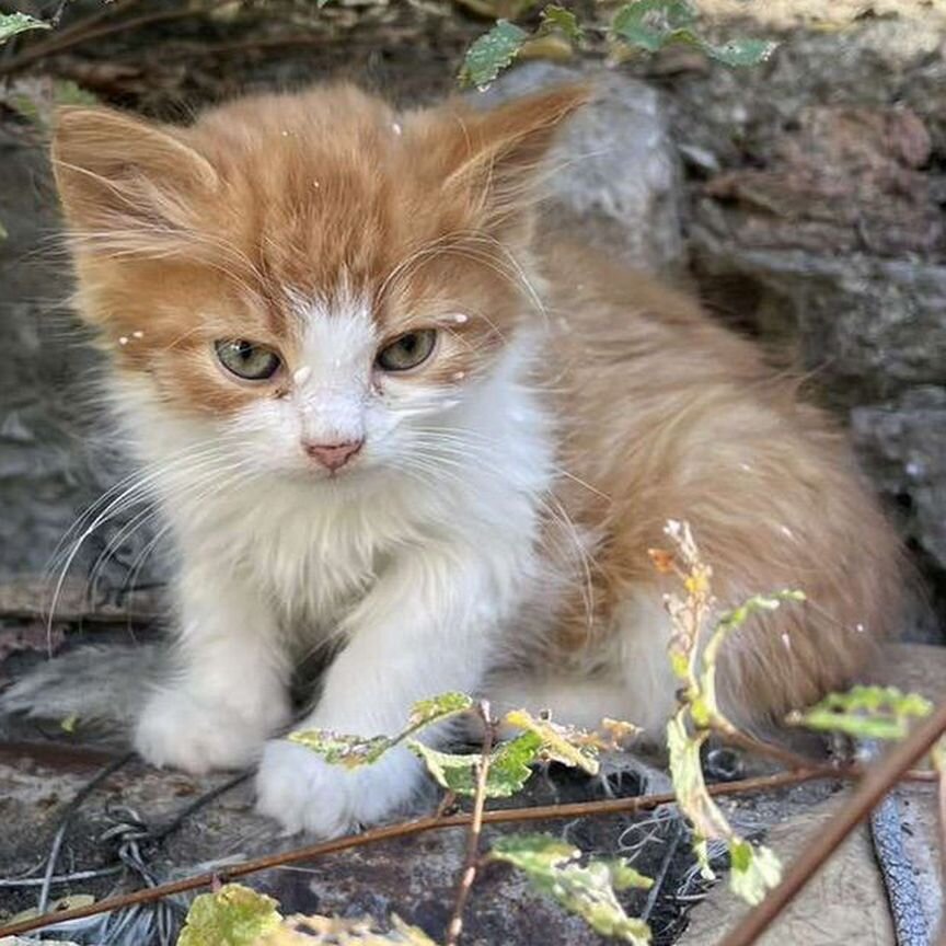 Рыжий котенок мальчик 1 месяц