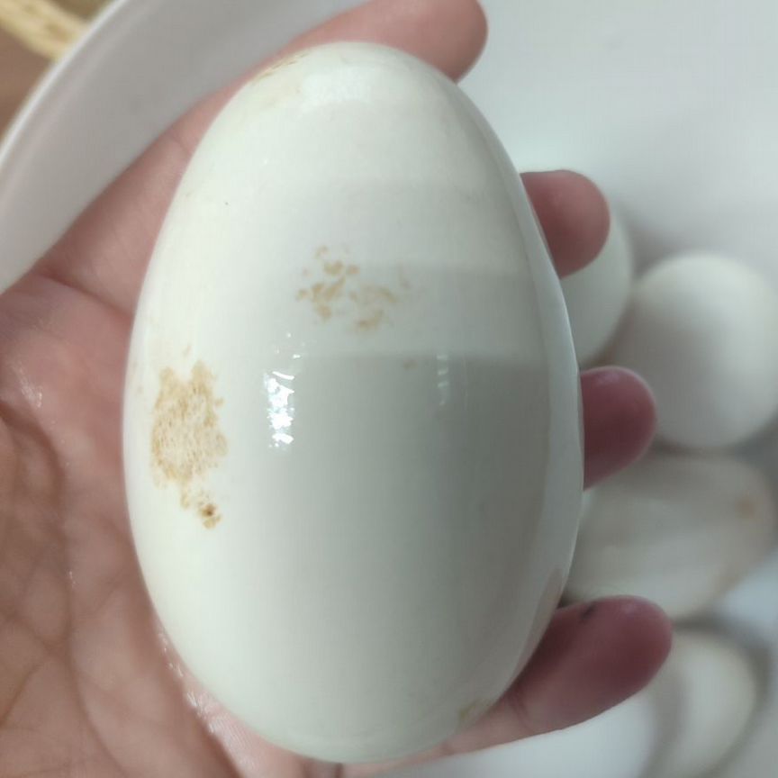 Яйца гусиные