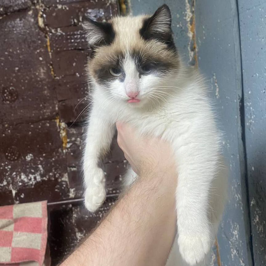 Котёнок в добрые руки